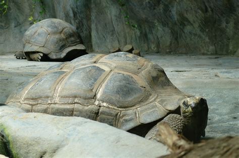 Turtle Shell Beach Free Photo On Pixabay Pixabay