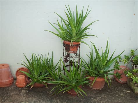 Garden Notes From Hawaii Aloe Vera