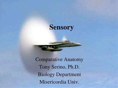 PPT Sensory PowerPoint Presentation Free Download ID
