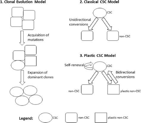 Primary Models Of Cancer Stem Cells CSCs And Tumor Heterogeneity Are Download Scientific