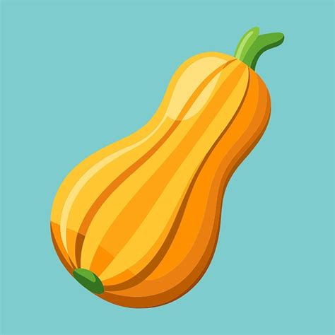Premium Vector Butternut Squash Food Vector Illustration