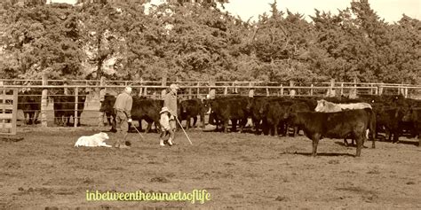 In Between The Sunsets Of Life Sorting Cattle In Between The Sunsets Of Life Sorting Cattle