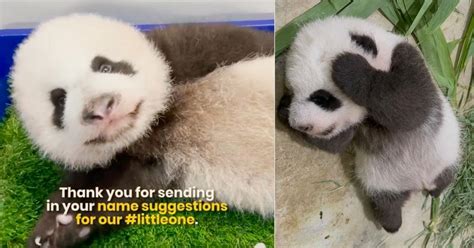 5 Shortlisted Names For Spores Panda Cub Votes Now Open Till Nov 7