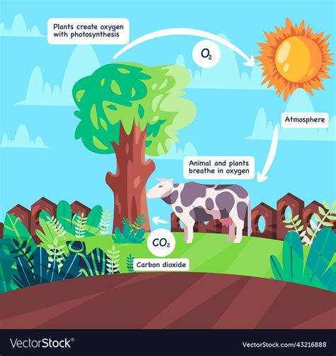 Diagram Of Co2 O2 Cycle