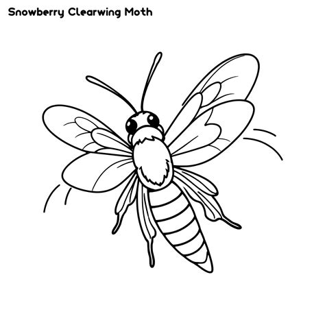 Snowberry Clearwing Moth Hand Drawing Coloring Page And Outline Vector