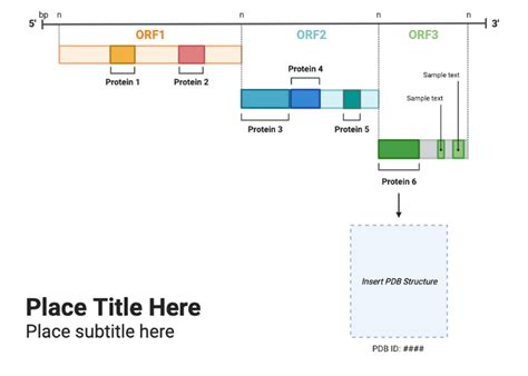open reading frame genomic organization layout biorender science