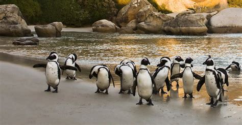 Private Tour Cape Of Good Hope And Boulders Beach Penguin Colony Cape