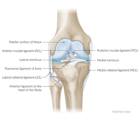 Femur And Tibia Articulation