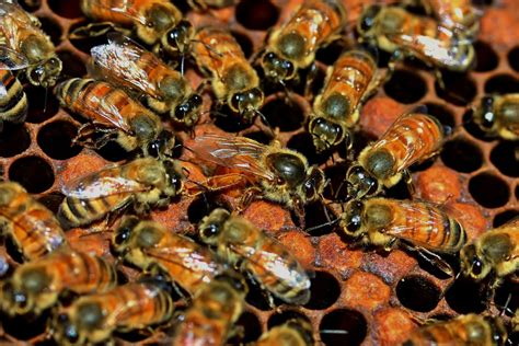 Bee Control Bees Nest Removal Lincolnshire