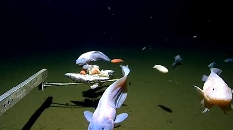 Deepest Ever Fish Caught In Japan At Depth Of 8 Km Watch Hindustan Times