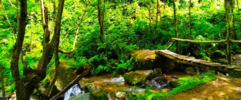 ბათუმი მტირალას ეროვნული პარკი აჭარა 0 Gel ექსაიდ გროუპ