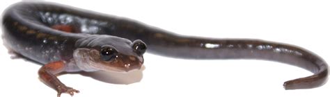 Meaghan Gade Peterman Lab The Ohio State University