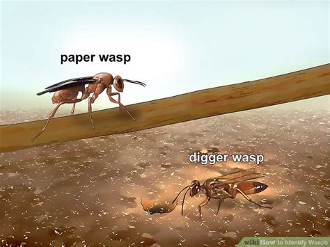 Ways To Identify Wasps WikiHow