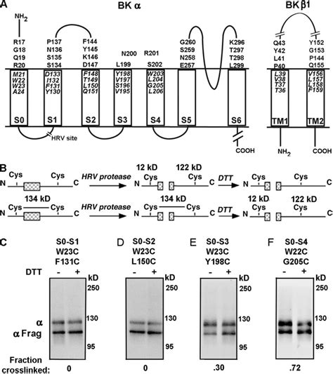 Intra α Subunit Disulfide Cross Linking From S0 To S1 Through S4 A Download Scientific