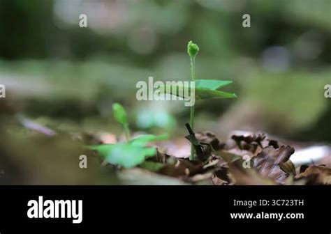 Beech Tree Sapling In The Spring Forest Stock Video Footage Alamy