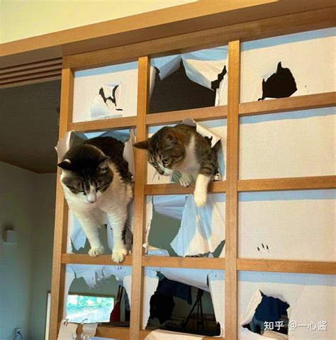 抓住你了捣蛋猫 知乎