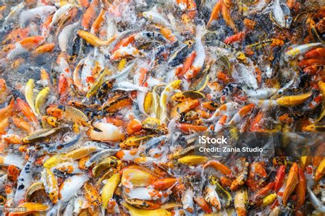 강에서 멋진 잉어 거울 잉어 또는 잉어 물고기 잉어는 원래 중앙 유럽과 아시아에서 발견 물고기의 큰 그룹입니다 자연의 아름다움