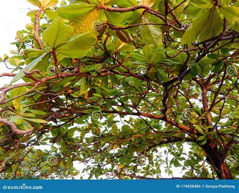 Terminalia Catappa Green Leaves And Branches Hanging On Tree Isolated