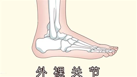 趾骨踝关节踝