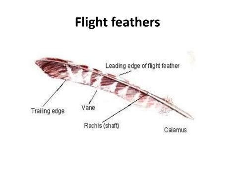 Ppt Birds Class Aves Powerpoint Presentation Free Download Id1926814