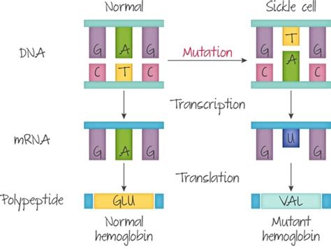 Topic 3 Genetics Genes Sickle Cell Anaemia Flashcards Quizlet