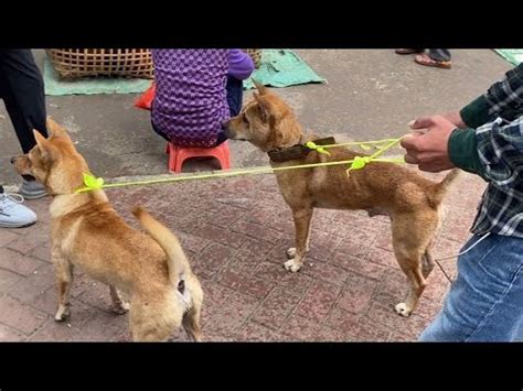 两只土猎开价5千多不懂行的都说太贵了懂行的说好用就值了 YouTube