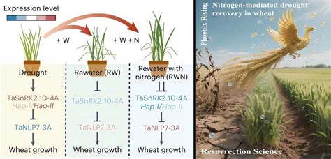 傅向东、鲁非研究组联合中国农业大学团队完成中国春小麦基因组近完整组装中国科学院遗传与发育生物学研究所