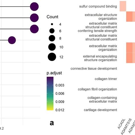 Enriched Gene Ontology Terms A Bubble Plot For The Enriched Go Terms