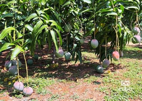 Cuba Y La Economía El Mango Y Las Aguas De Mayo