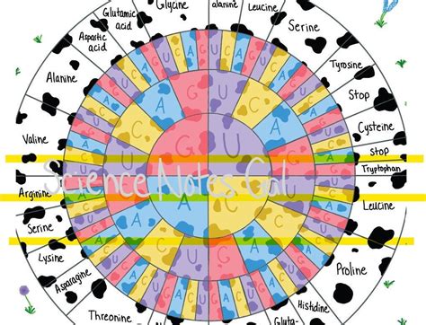 Amino Acids Chart Codons