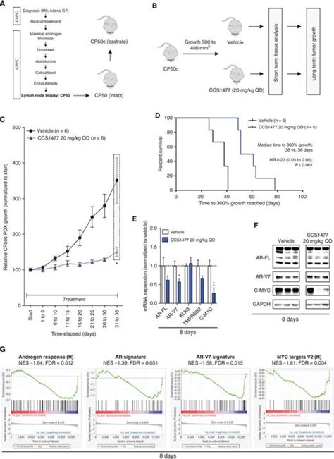 Targeting The P300 Cbp Axis In Lethal Prostate Cancer Cancer Discovery American Association