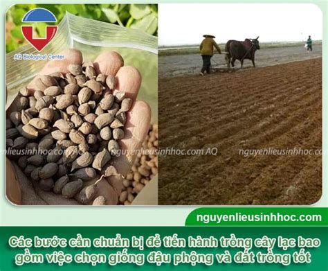 Hướng Dẫn Cách Trồng đậu Phộng Mau Thu Hoạch Không Sâu Bệnh