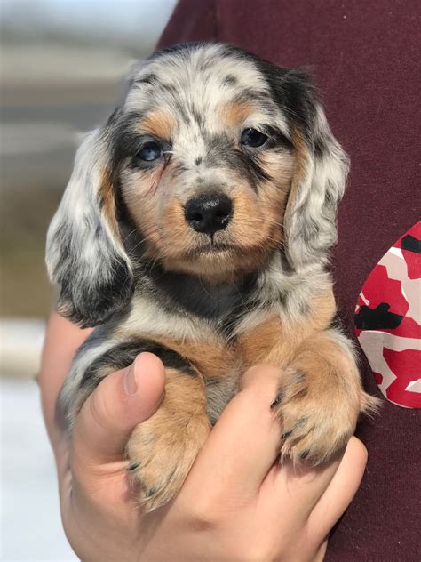 Evergreendox Akc Dachshund Puppies For Sale In Washington