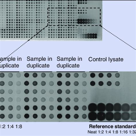 Reverse Phase Protein Microarray Format Replicate Samples Including