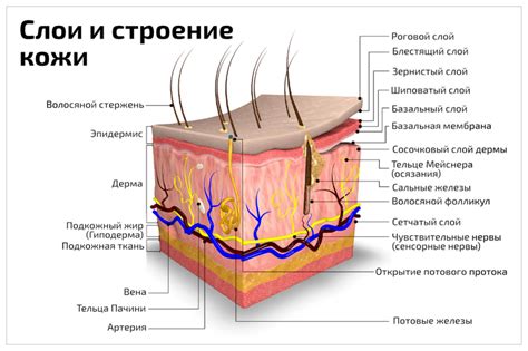 Новая эра диагностики Как с помощью ИИ можно диагностировать рак кожи на ранней стадии Хабр