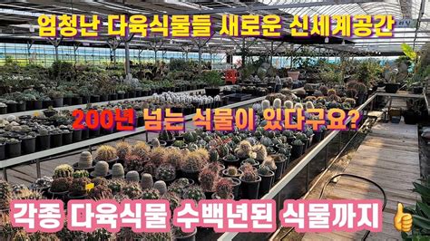 국민이 창 코너 리톱스 선인장 아프리카식물 하우스 9동에 각종식물들이 한가득 가성비까지 좋은 다육이 테마공간 국민이 창 리톱스 선인장 아프리카식물 청유리원