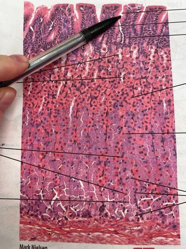 Lab Exam 3 Histology Flashcards Quizlet