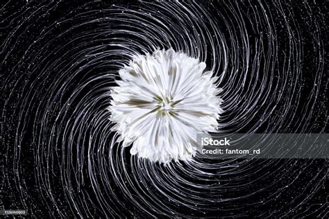 센터 추상적인 배경 창의적인 아이디어에 흰색 국화와 아크릴 페인트의 검정 나선형 패턴에 페인트의 스플래시와 꽃의 상위 뷰 3가지 개체에 대한 스톡 사진 및 기타 이미지