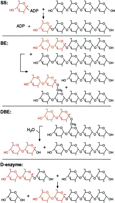Diagrammatic Representation Of The Chemical Reactions Catalyzed By Download Scientific Diagram