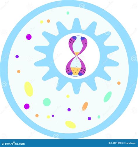 Telomere Cell Division Diagram Reduction Of Telomeres After Cell Division Scheme Vector
