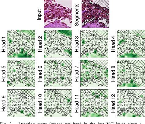 Figure 3 From From Cnns To Vision Transformers A Comprehensive Evaluation Of Deep Learning