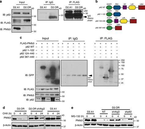 Pfkfb3 Is An Autophagy Substrate That Binds To The Autophagosome Cargo Download Scientific