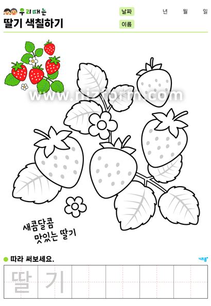 딸기색칠하기 상세보기 니즈폼 버드맘
