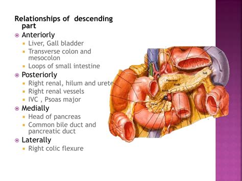 Ppt The Duodenum Powerpoint Presentation Free Download Id 8982225