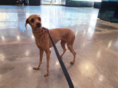 코리안숏헤어 비숑프리제분양 치와와분양 고양이보호소 광주유기견보호센터 광주광역시유기견보호센터 유기견보호센터봉사 리트리버분양 대전 2021 0192 푸들 초코 책임분양