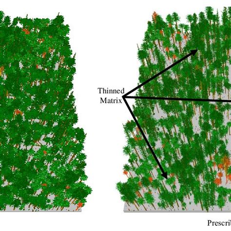 This Example Shows What A Variable Density Thinning Might Look Like Download Scientific Diagram