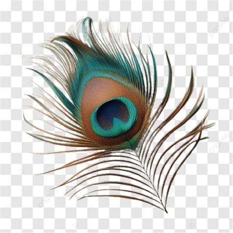 투명 배경에 고립 된 3d 공작 깃털 3d 공작 깃털 투명 배경에 고립 공작 Png 일러스트 및 이미지 에 대한 무료
