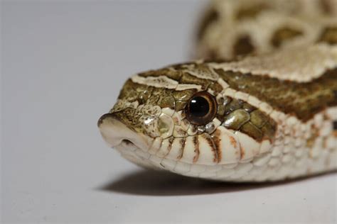 As Cobras São Capazes De Ouvir Sons Meus Animais
