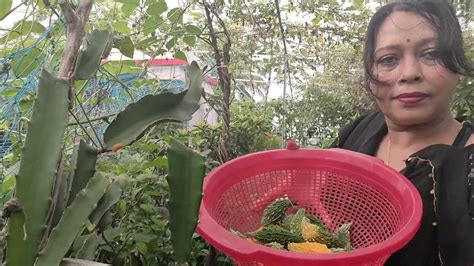 আজকের আমি কিছু উচ্ছে তুললাম ছাদের বাগান থেকে Youtube