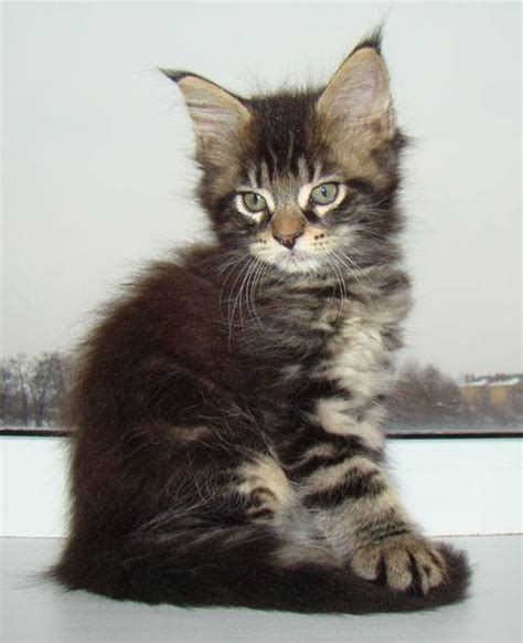 Чем кормить котенка 4 месяца мейн куна Корм для котят мейн куна как правильно кормить котенка